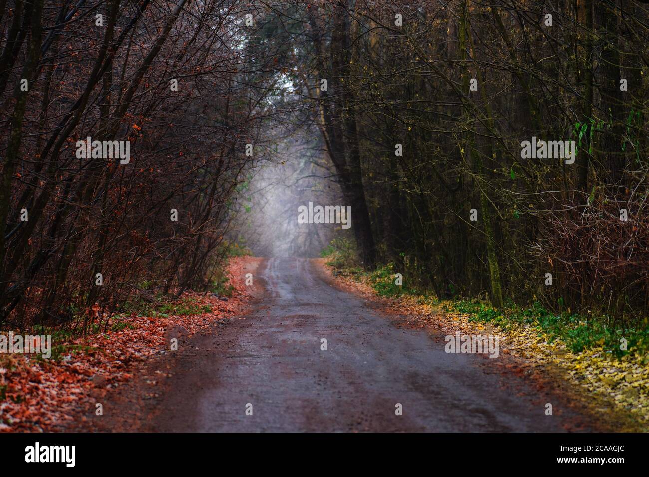 Autumn forest tunnel. Forest tunnel of trees and bushes. Autumn moody ...