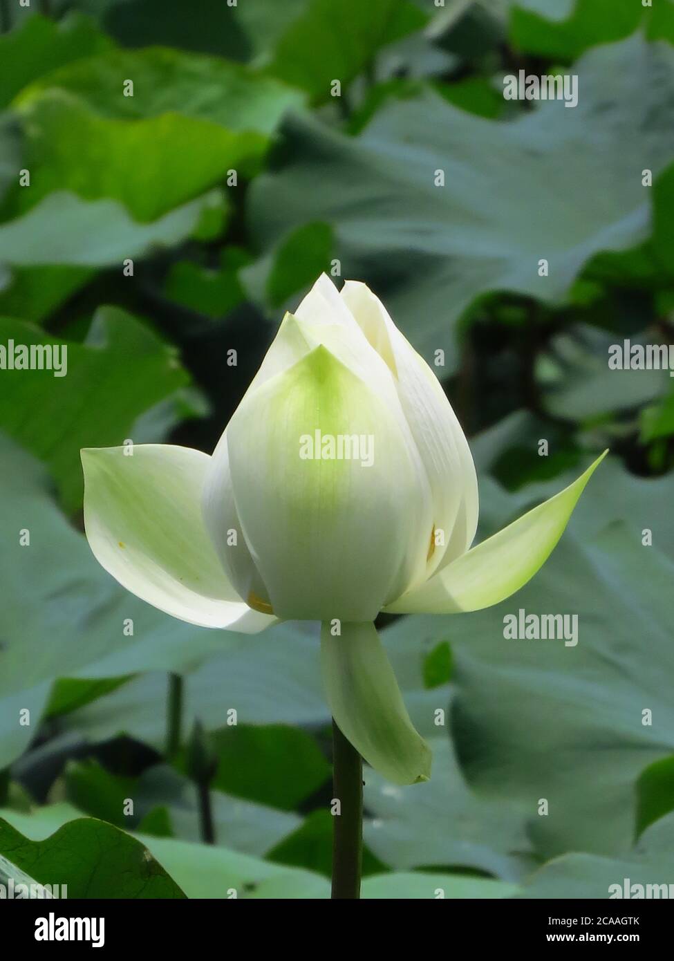 Botanical process hi-res stock photography and images - Alamy