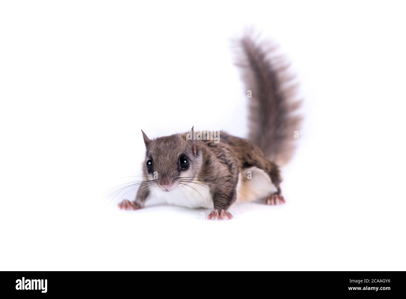 North American Flying Squirrel Isolated on White Stock Photo - Alamy
