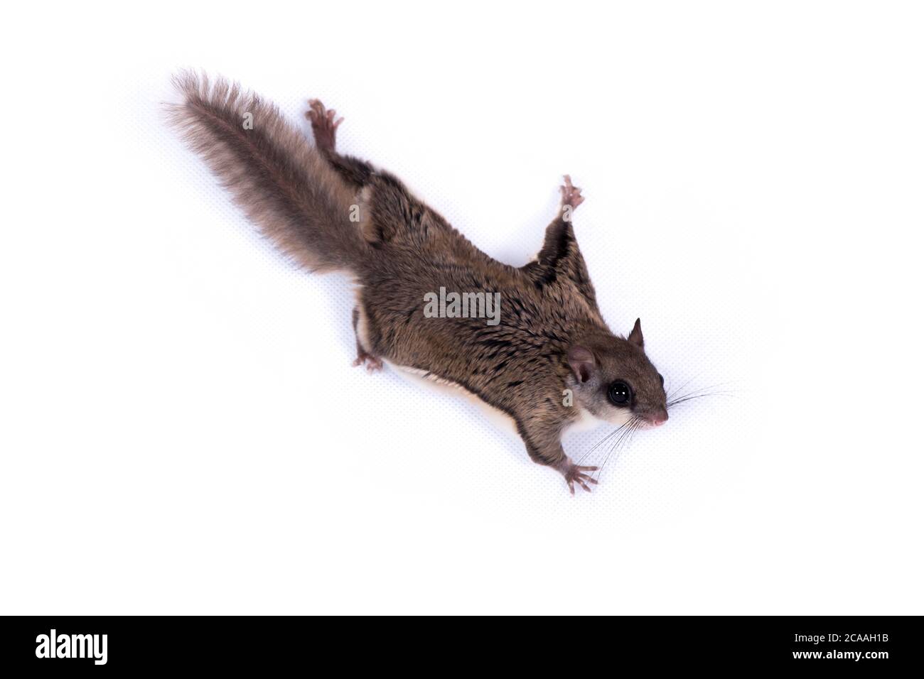 Rocky The Flying Squirrel The End