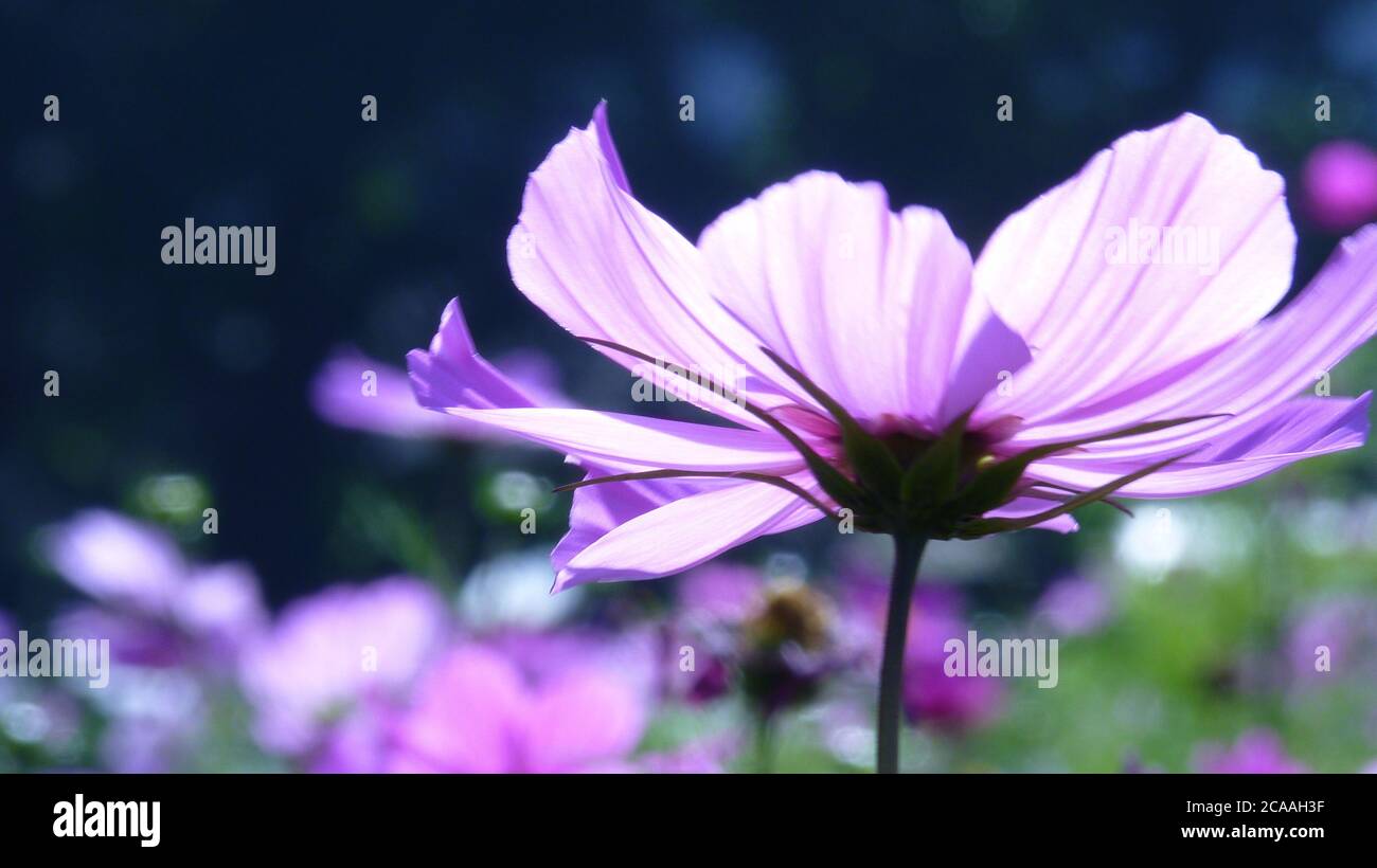 Shallow focus shot of a purple garden cosmos flower in a blurry ...
