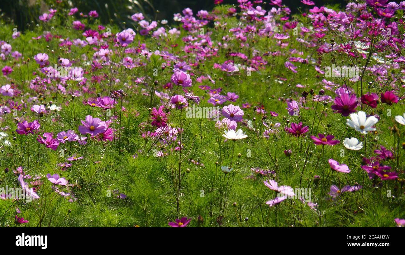 Amazing view of cosmos flower field Stock Photo - Alamy