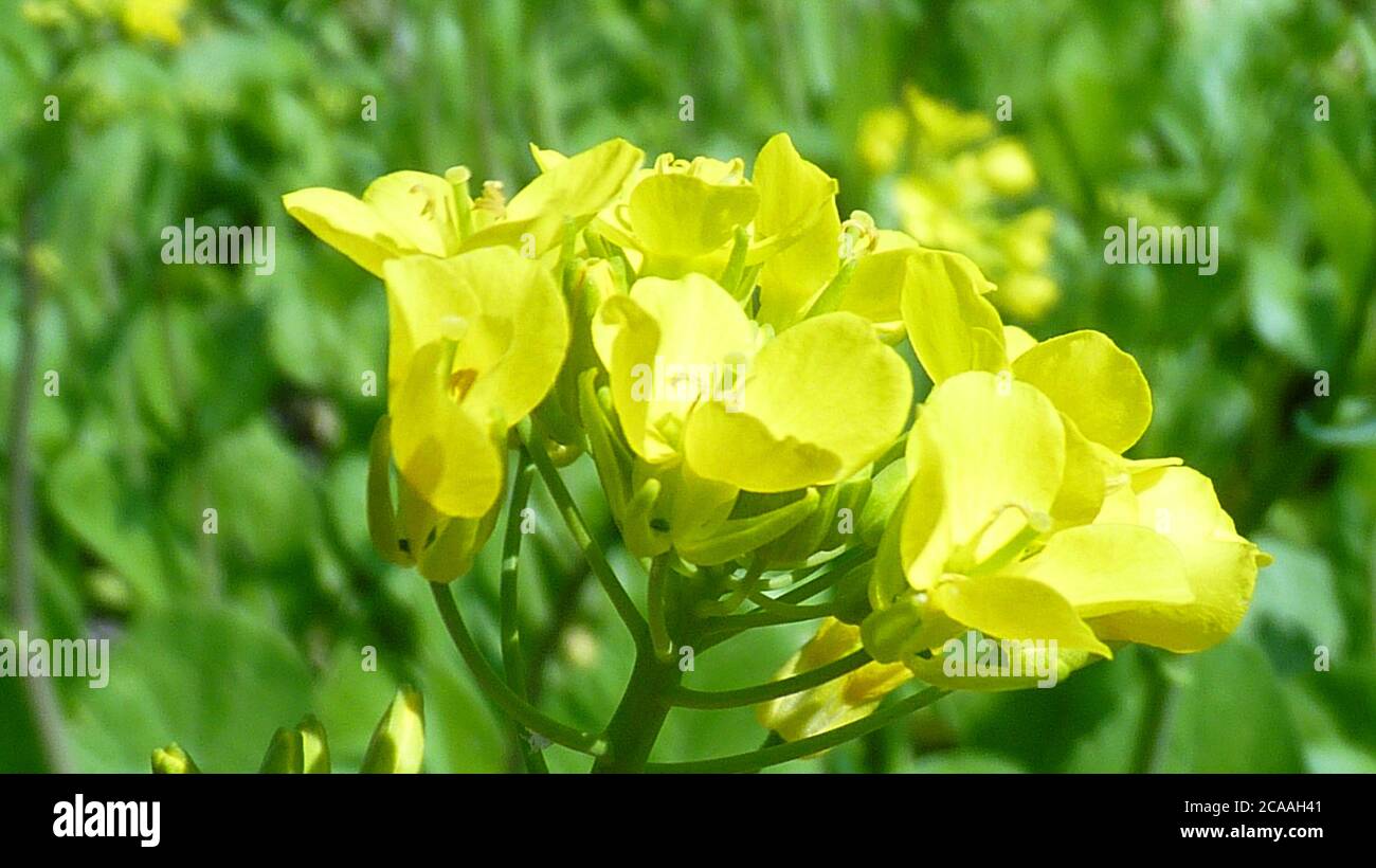 Closeup of Mustard flower blossoms under the sunlight in a garden Stock ...