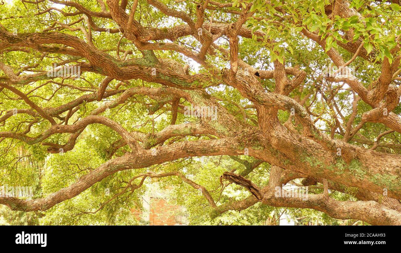 Formosan gum hi-res stock photography and images - Alamy