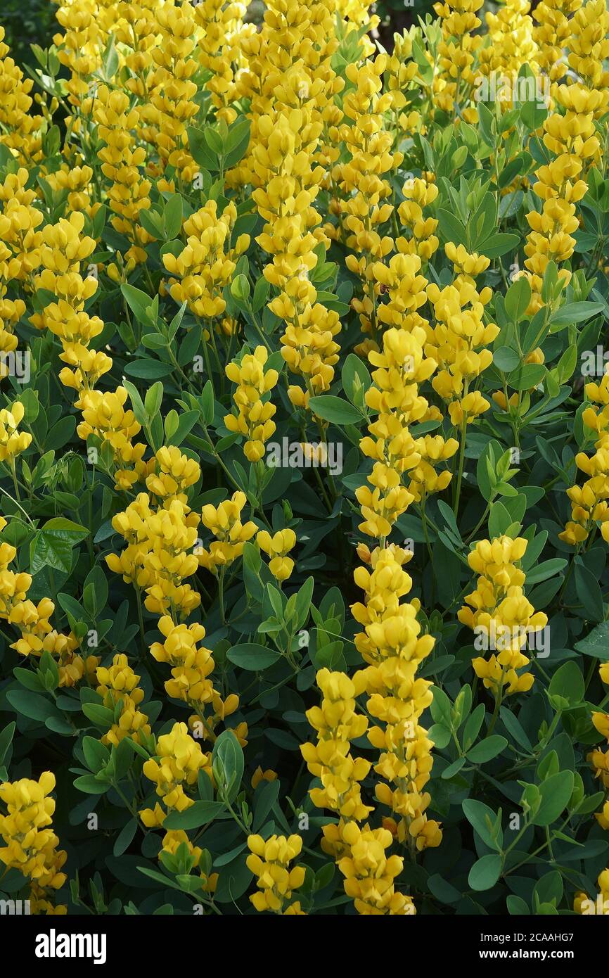 Yellow wild indigo (Baptisia sphaerocarpa 'Screaming Yellow' Stock ...