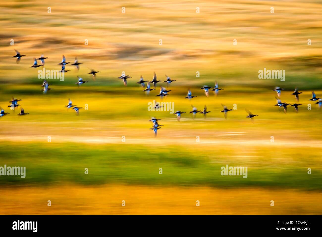 Flying birds. Motion blur background. Abstract nature photography Stock ...