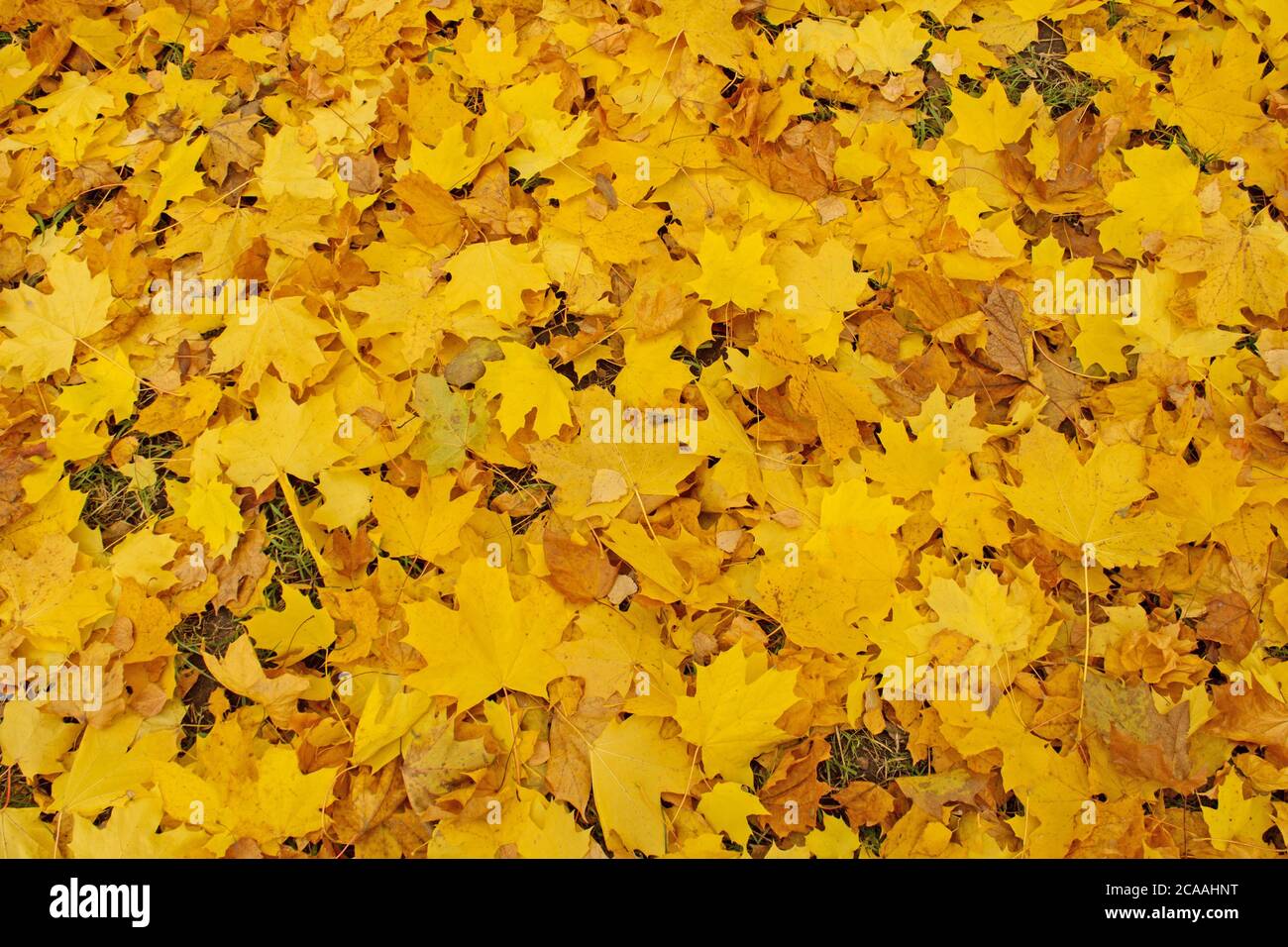 Autumn leaves on the sun. Autumn fall colorful background. Autumn leaf ...