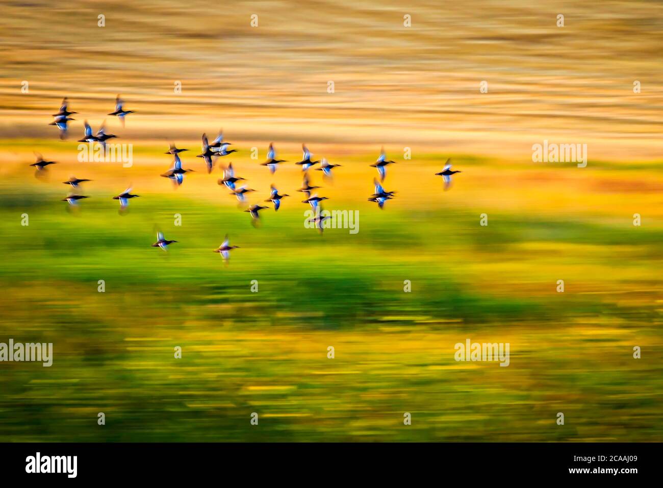 Flying birds. Motion blur background. Abstract nature photography Stock ...
