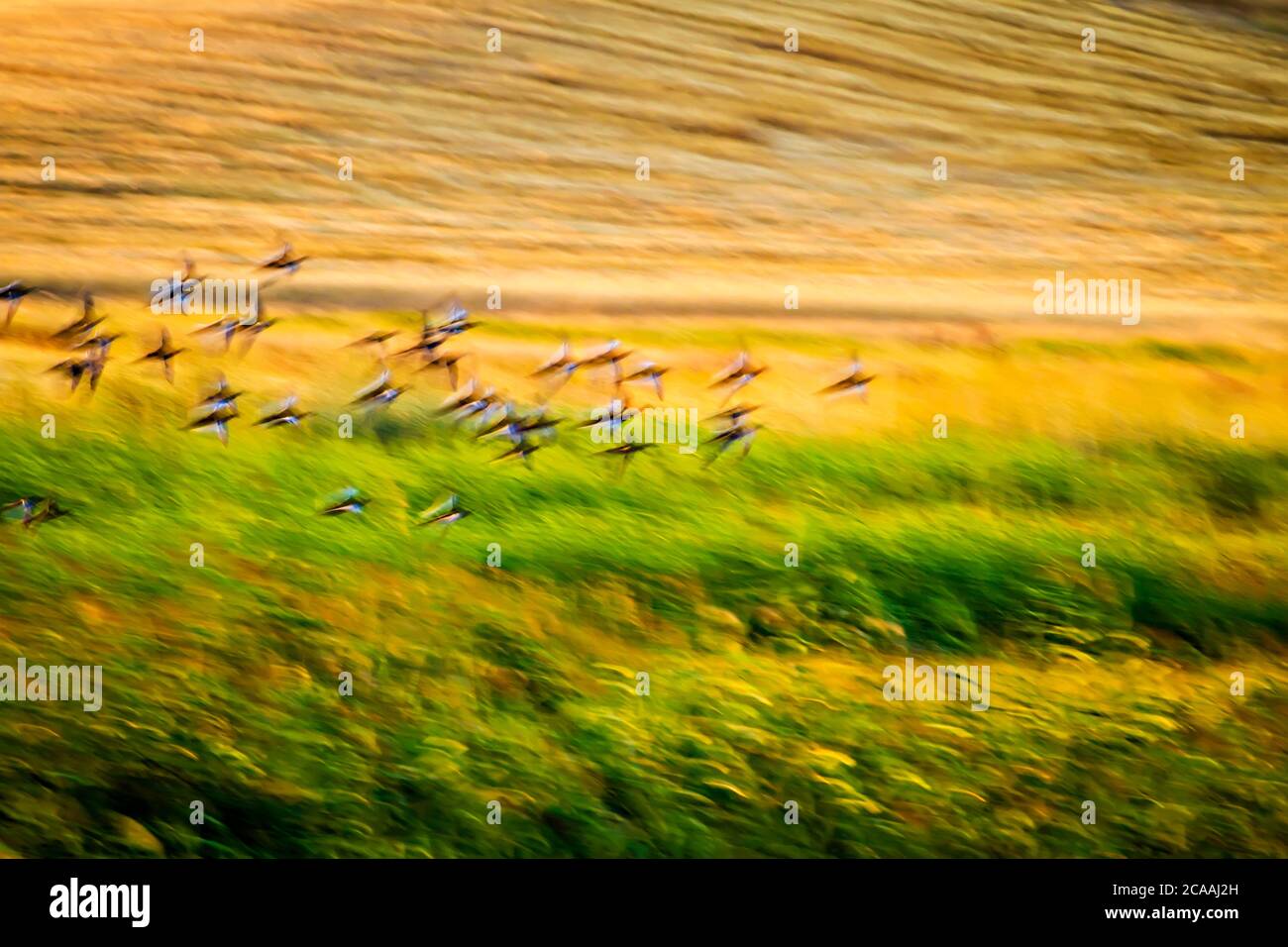 Flying birds. Motion blur background. Abstract nature photography Stock ...