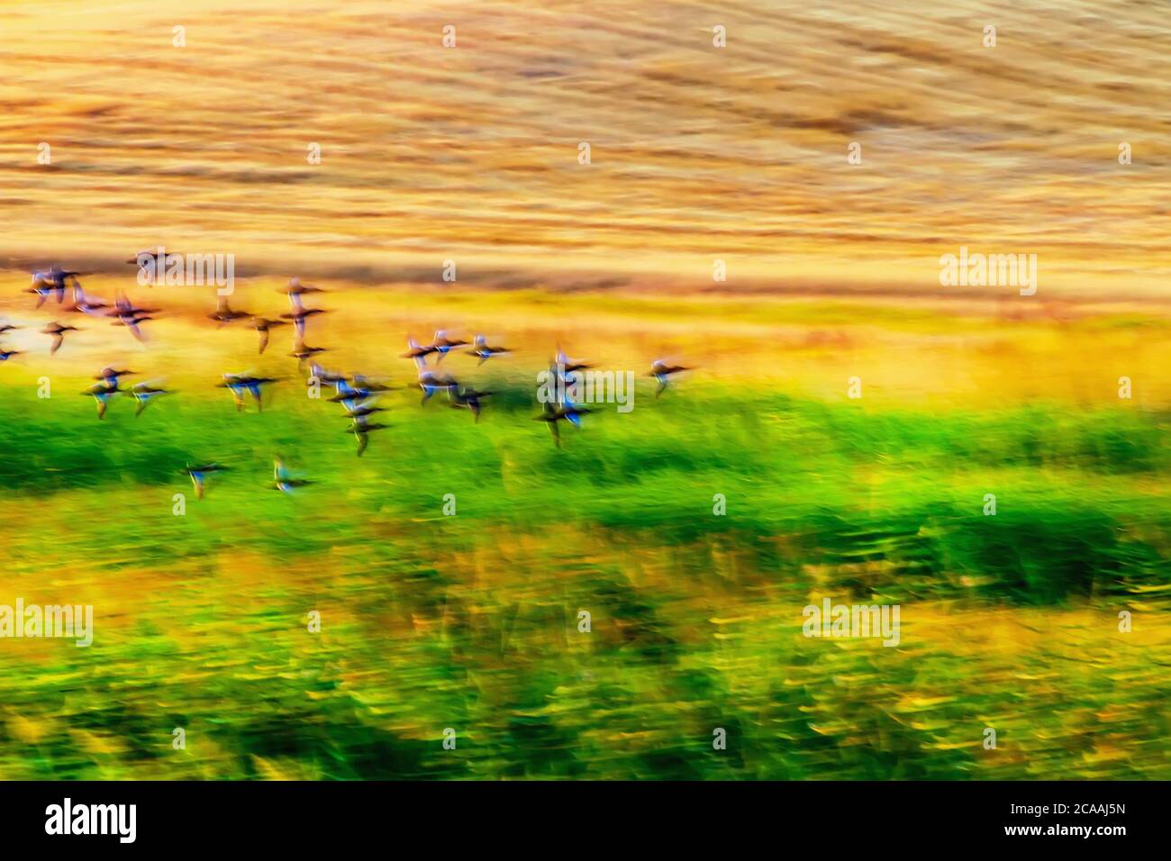 Flying birds. Motion blur background. Abstract nature photography Stock ...
