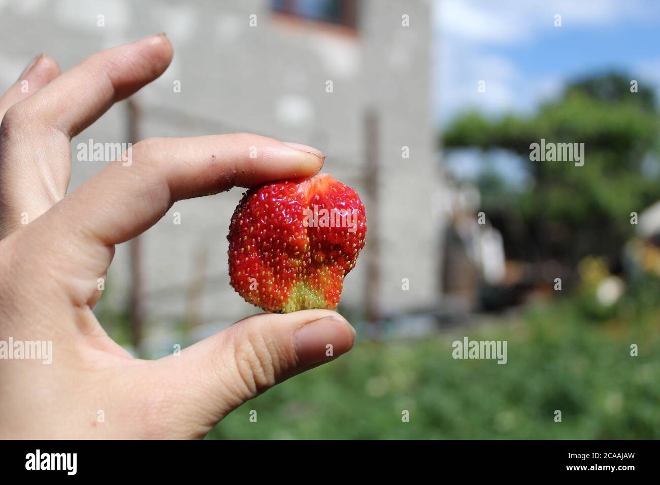 fingers holds strawberry berries ripe red sweet natural dessert healthy ...