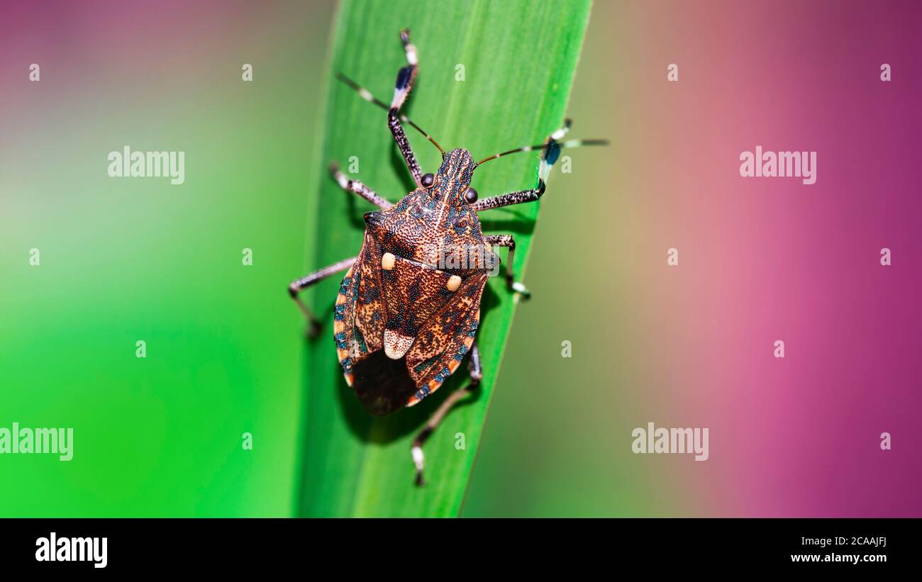 cute multicolored bug climbing on a green leaf, Asian insect macro ...
