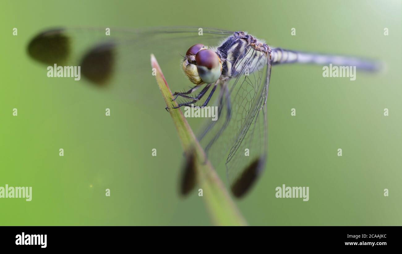 blue dragonfly on its perch, macro photography of this elegant odonata ...