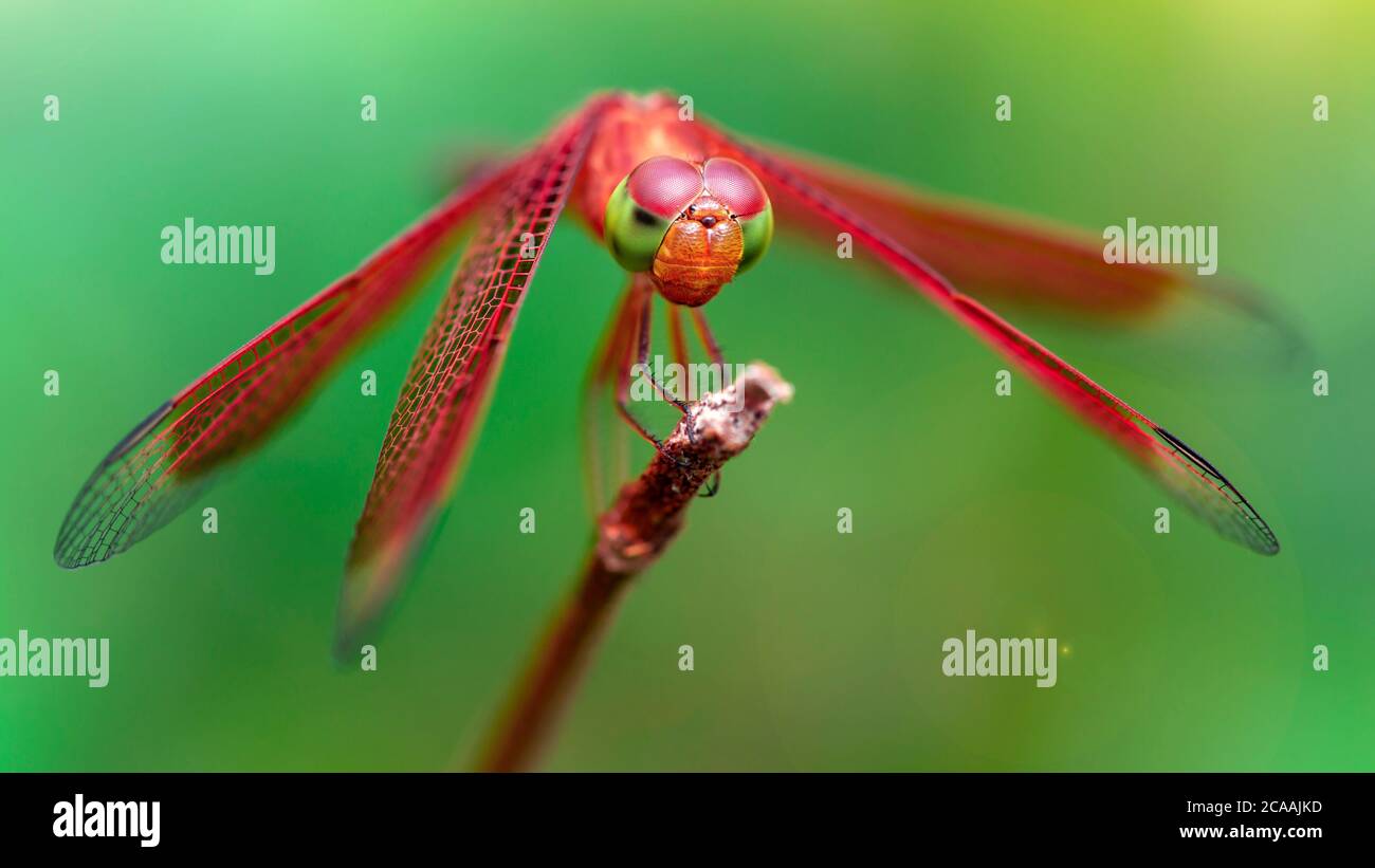 red colorful dragonfly on a branch, macro photography of this gracious ...