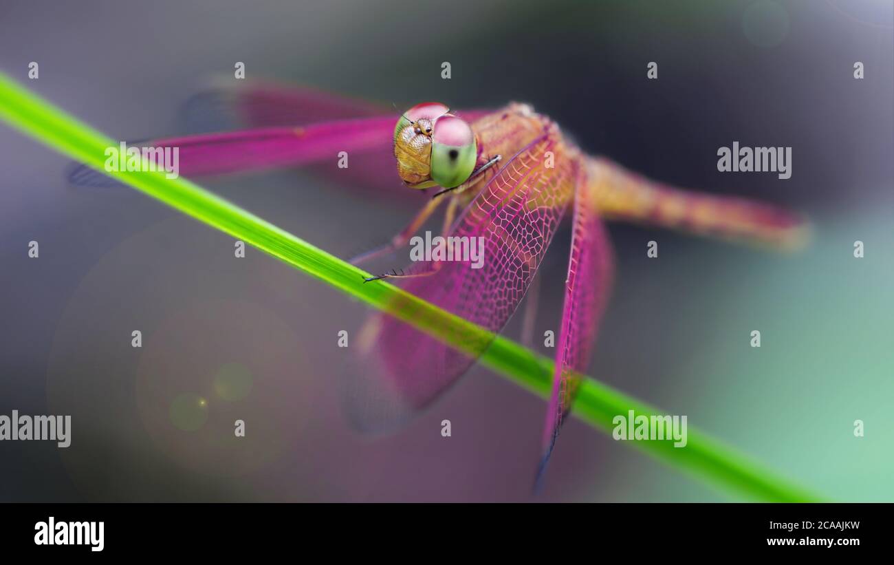 pink colorful dragonfly on a branch, macro photography of this gracious ...