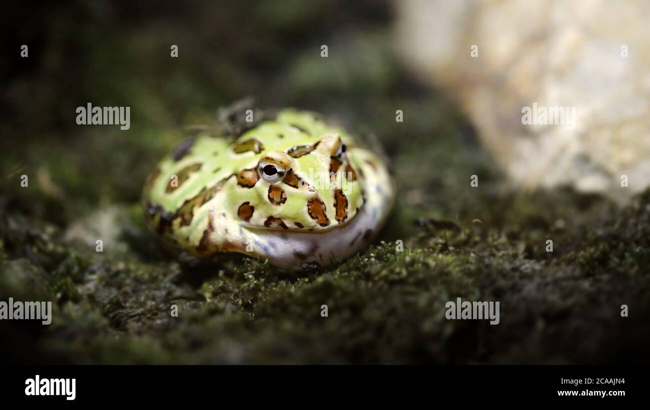 small green round frog hiding from its prey, poisonous exotic animal in ...