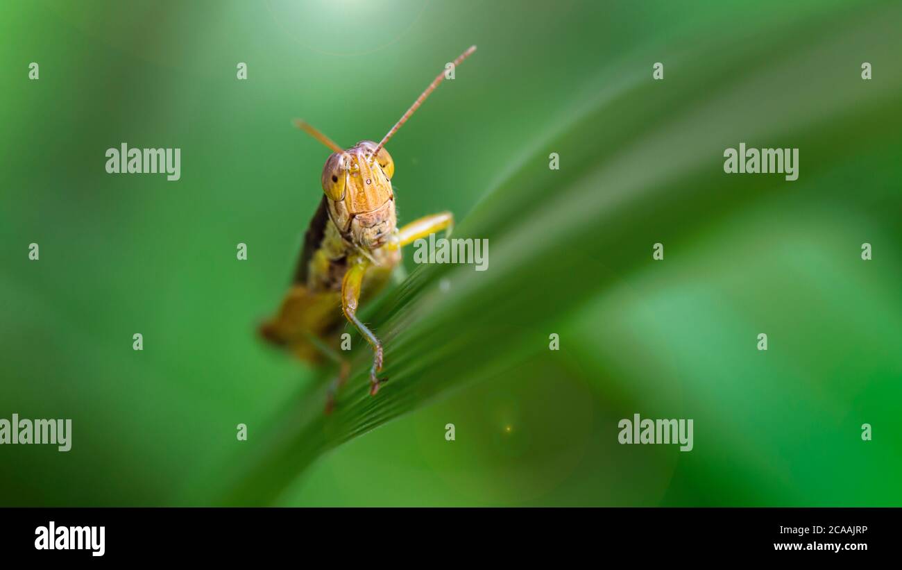 Insect With Long Legs High Resolution Stock Photography and Images - Alamy