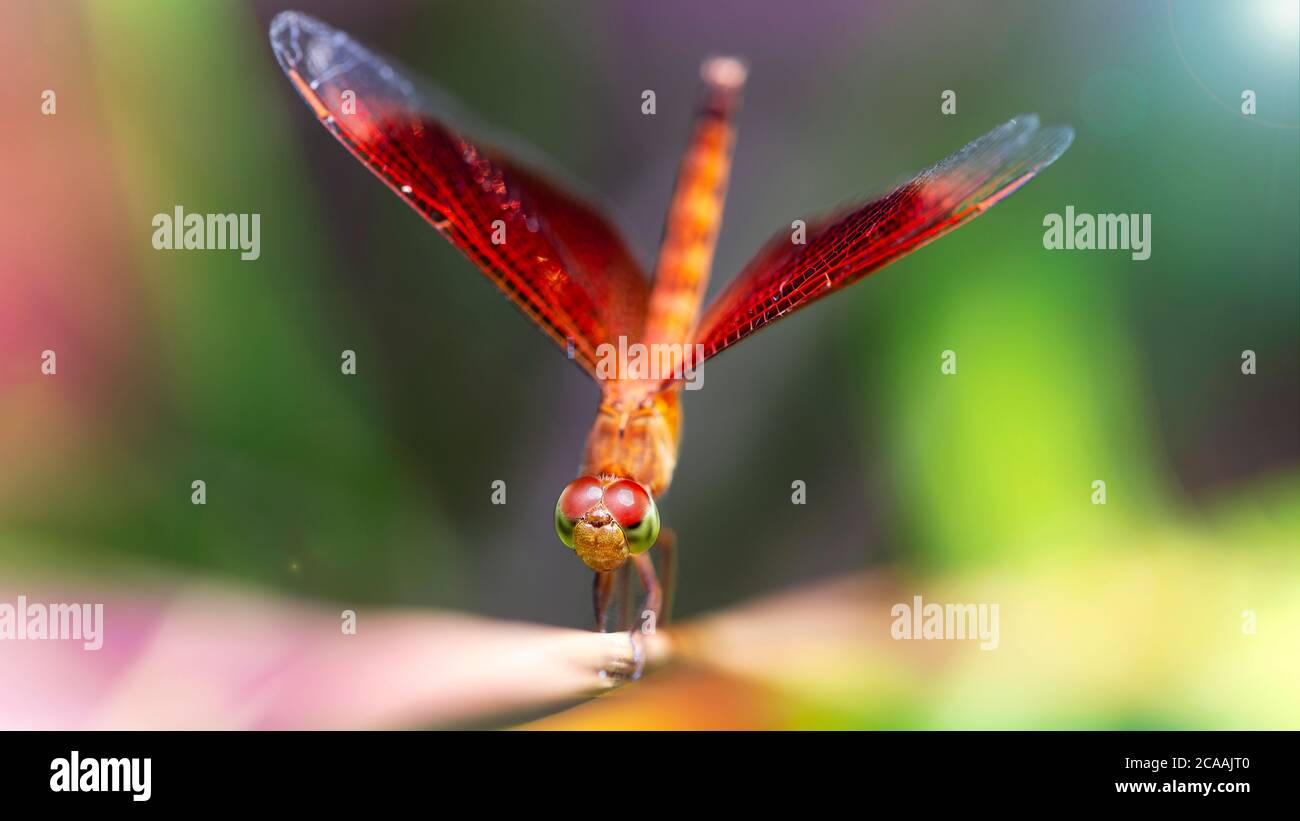 Orange Dragonfly High Resolution Stock Photography and Images - Alamy