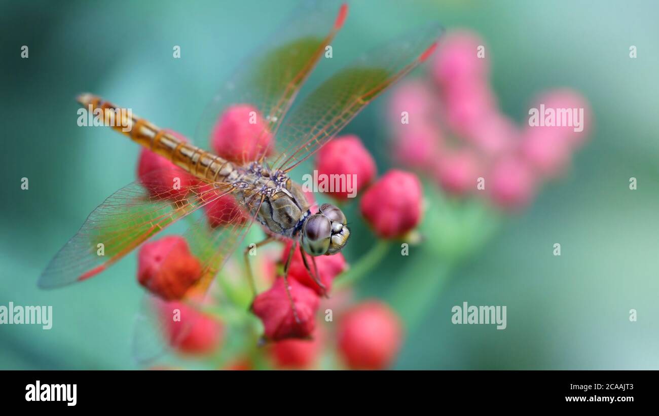 big dragonfly landed on red flowers, macro photo of this elegant and ...