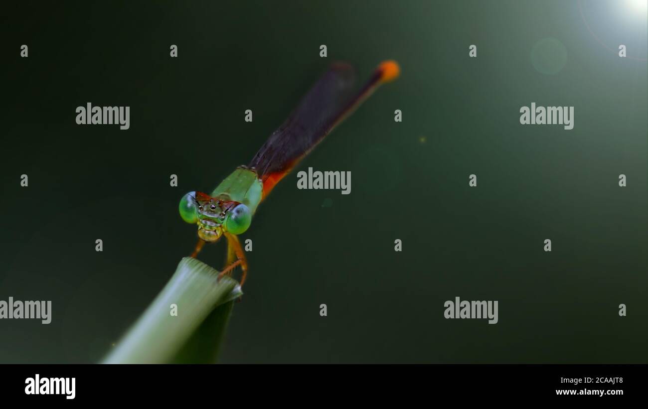 colorful damselfly resting on a green leaf, macro photography of this ...