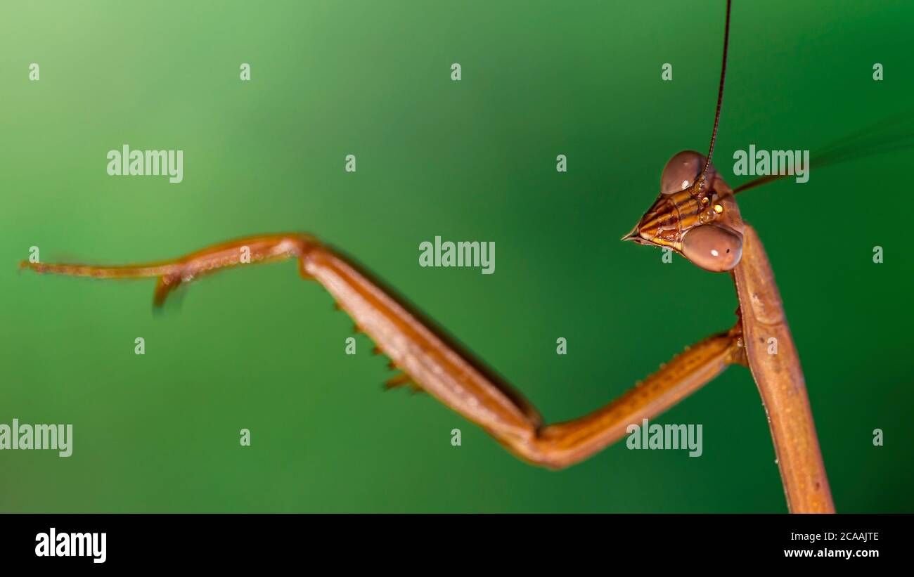 portrait of a brown praying mantis on a green background, long antennas ...