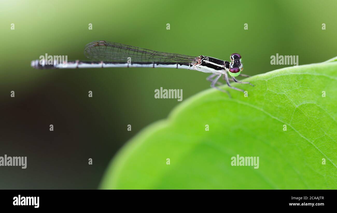colorful damselfly resting on a green leaf, macro photography of this ...