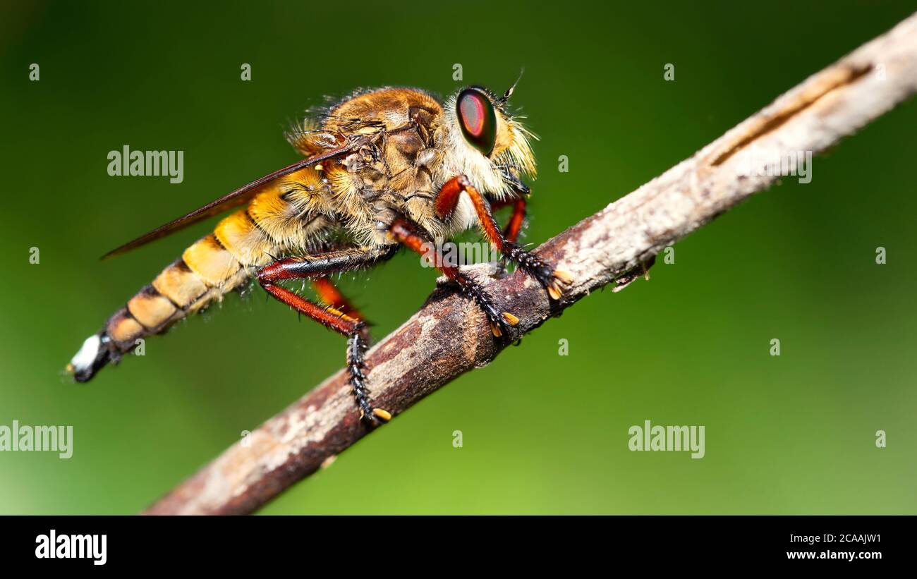 hairy Asilidae macro photography, this giant diptera is named a robber ...
