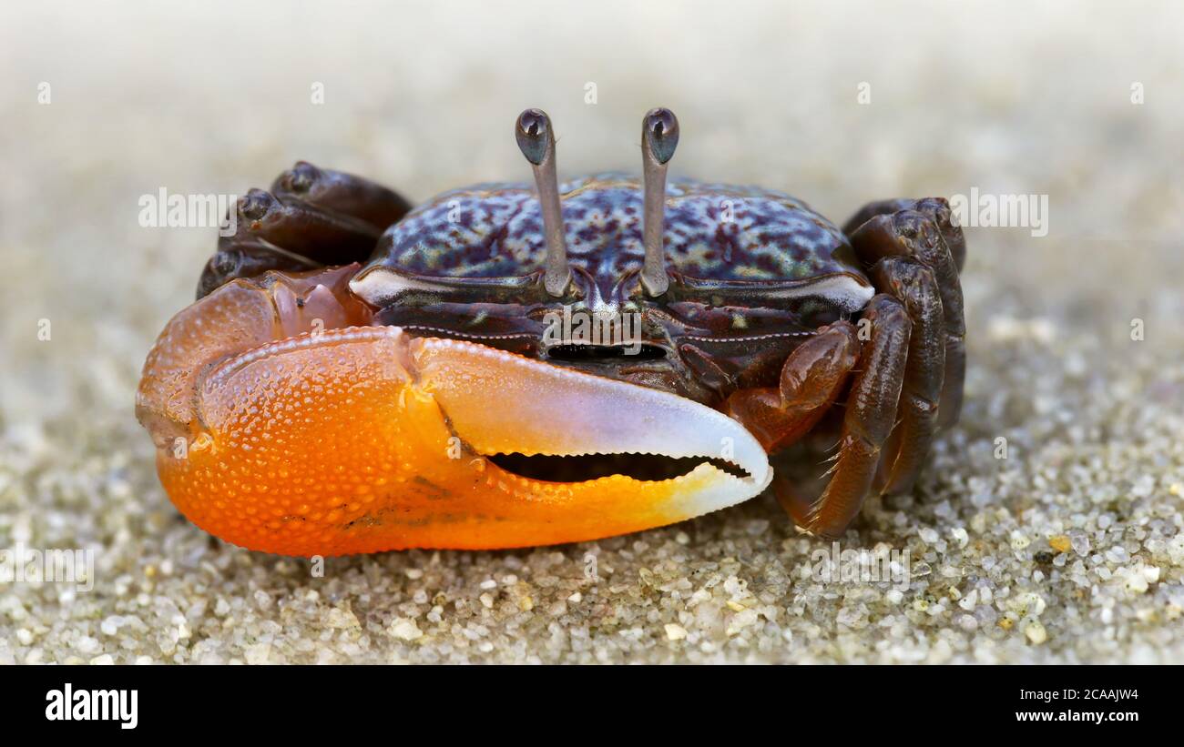 colorful violinist crab on the sand. a strong carapace and a giant ...