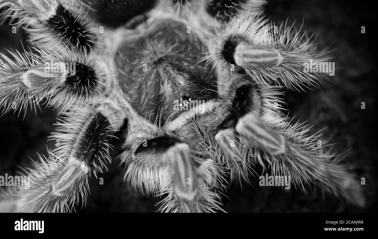 macrophotography of a tarantula Stock Photo - Alamy