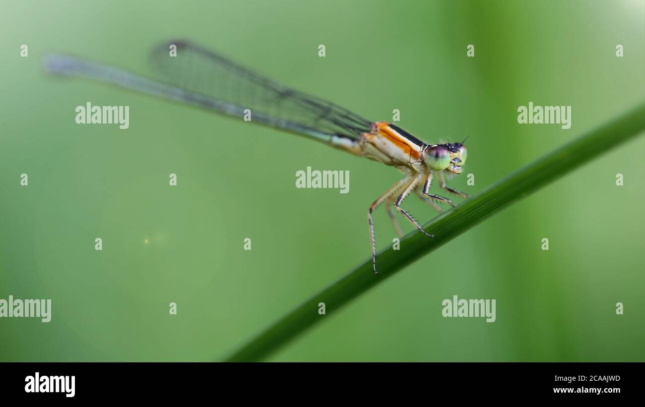 colorful damselfly resting on a green leaf, macro photography of this ...