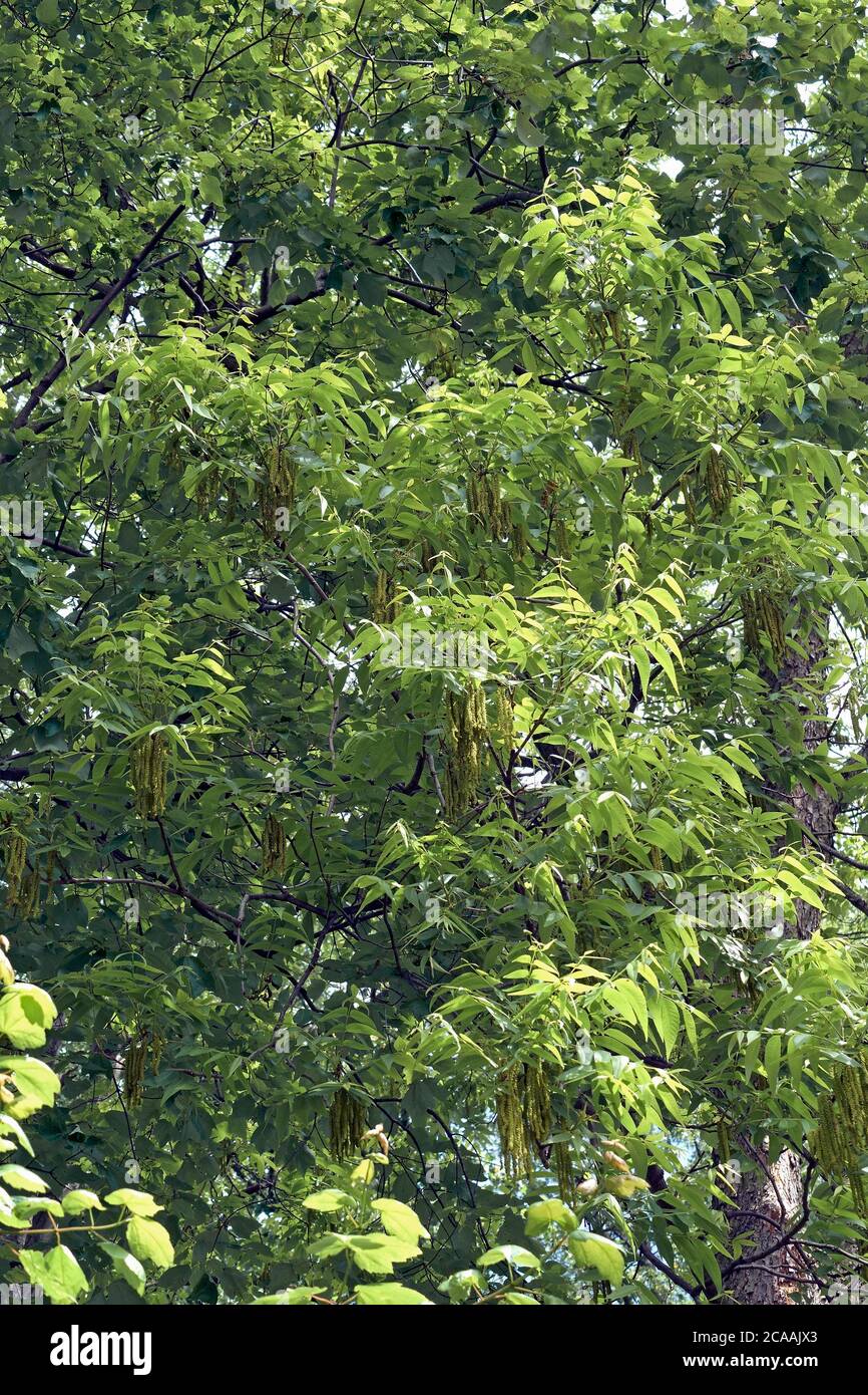 Pecan tree (Carya illinoinensis). Called Hardy pecan also Stock Photo ...