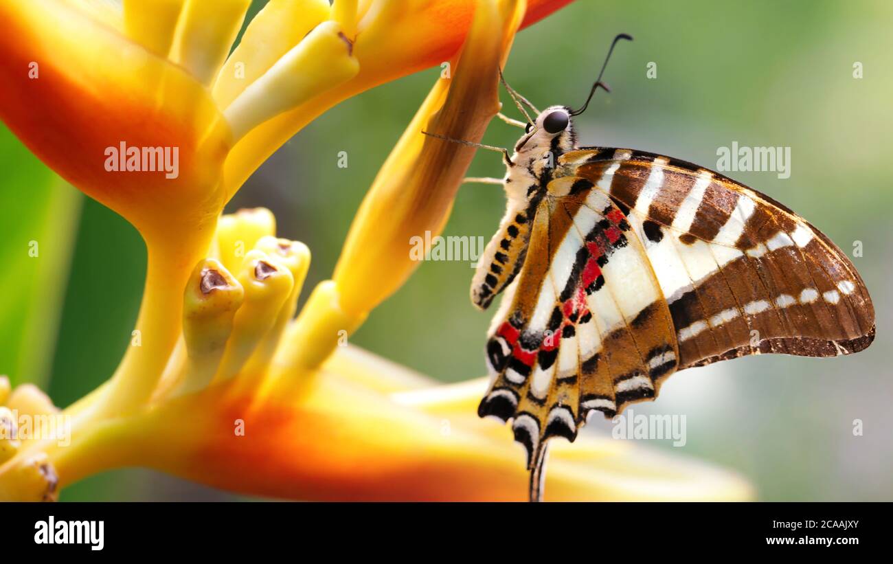 Animal pollination hi-res stock photography and images - Alamy