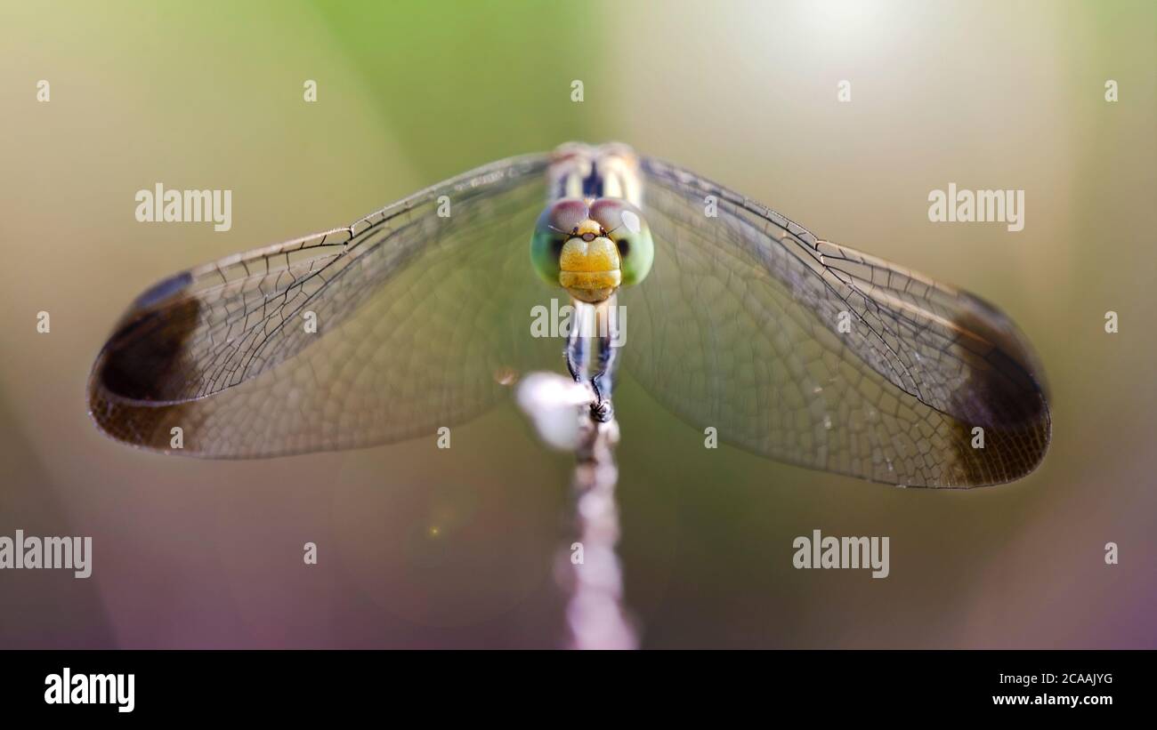 dragonfly facing the camera lens Stock Photo - Alamy