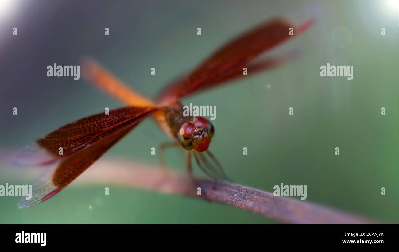 red dragonfly, wings wide open, landing on a branch. macro photography ...
