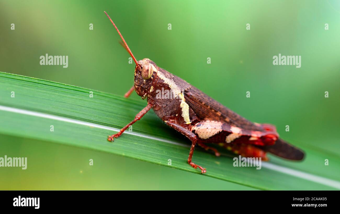 macro photography of a big multicolored motley grasshopper resting on a ...