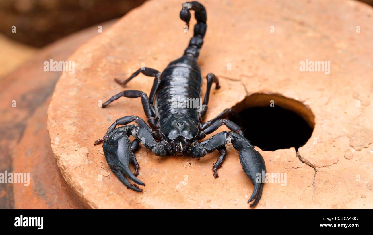 black scorpion macro photo, dreaded arachnid. horrific creature with a ...