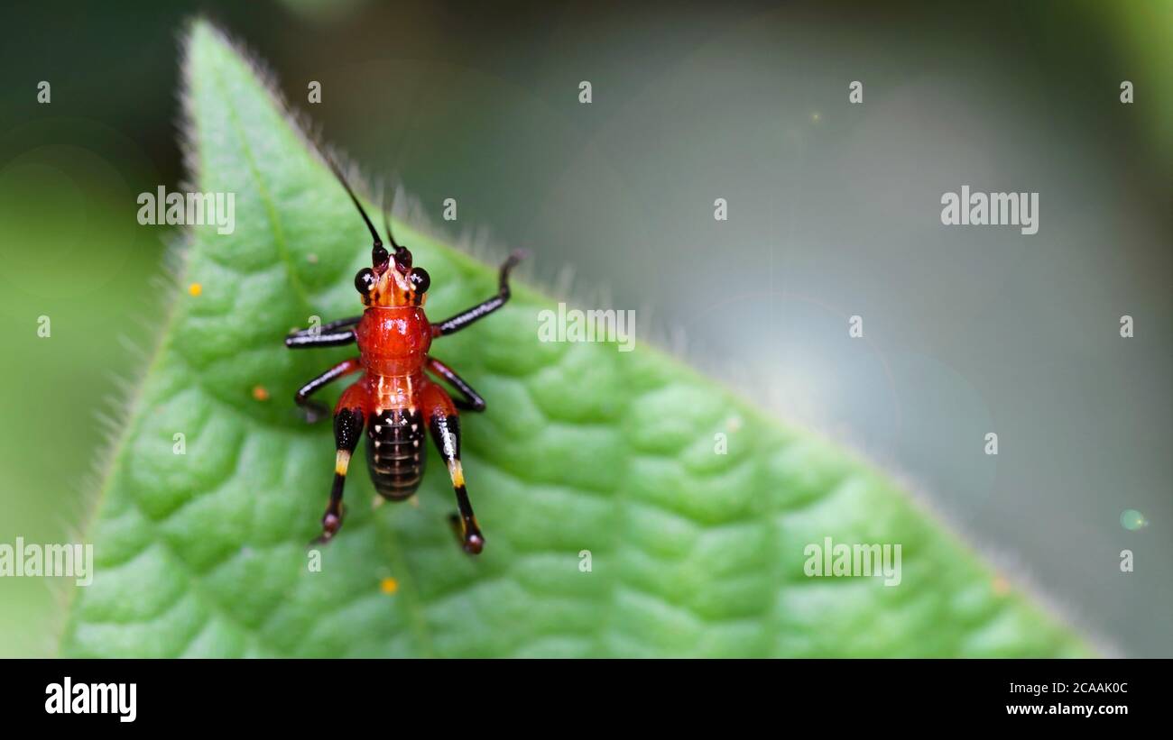 Photo macro of a cute red and black colorful locust on a leaf. Small ...