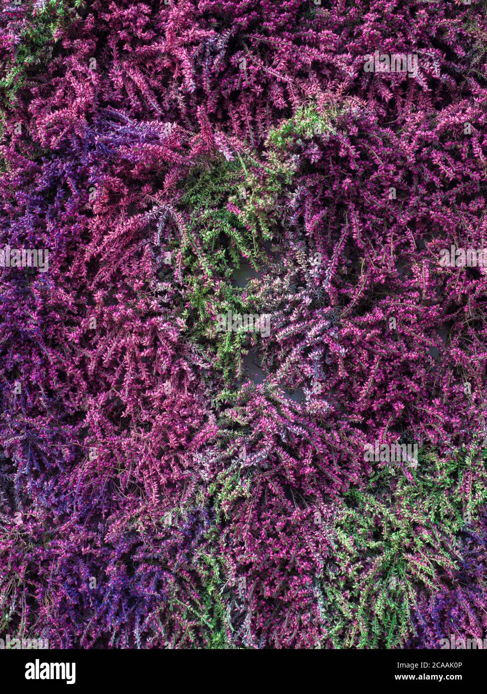 Beautiful floral heather background. Natural backdrop Stock Photo - Alamy