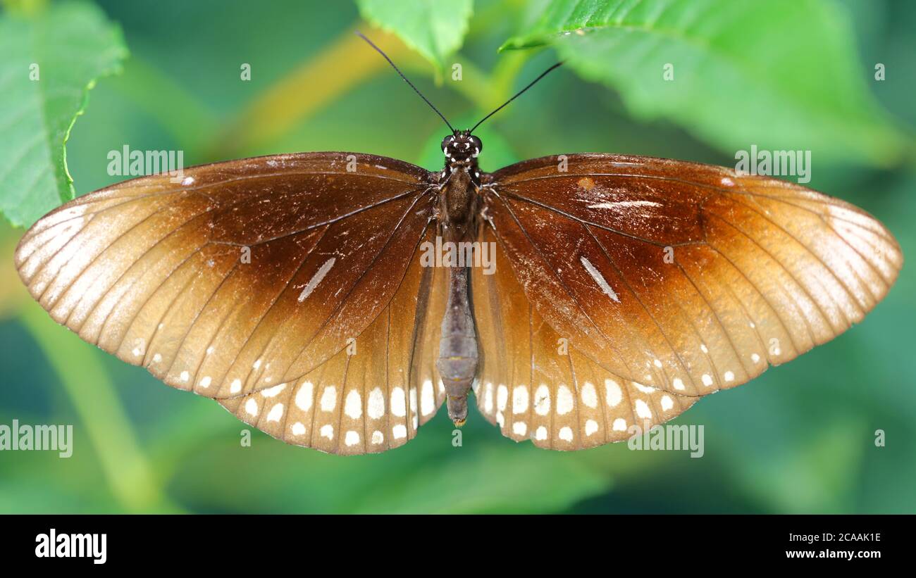 brown monarch butterfly resting on a leaf, wings wide open, a gracious ...