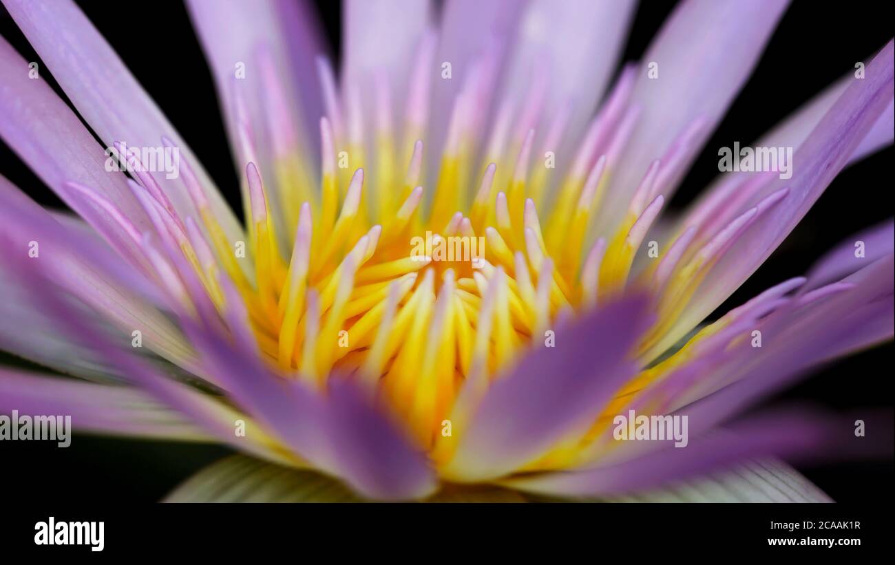 inside a lotus flower Stock Photo - Alamy