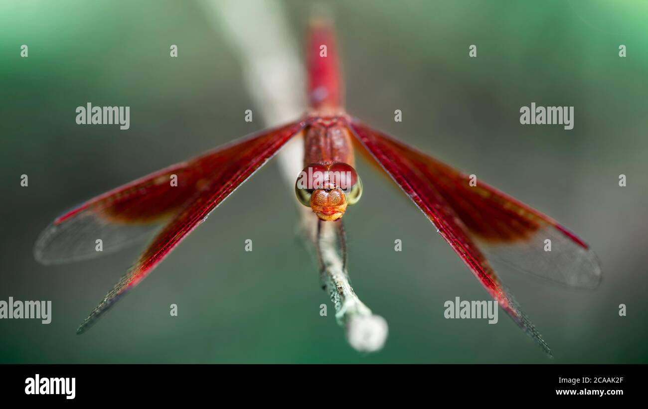 red dragonfly, wings wide open, landing on a branch. macro photography ...