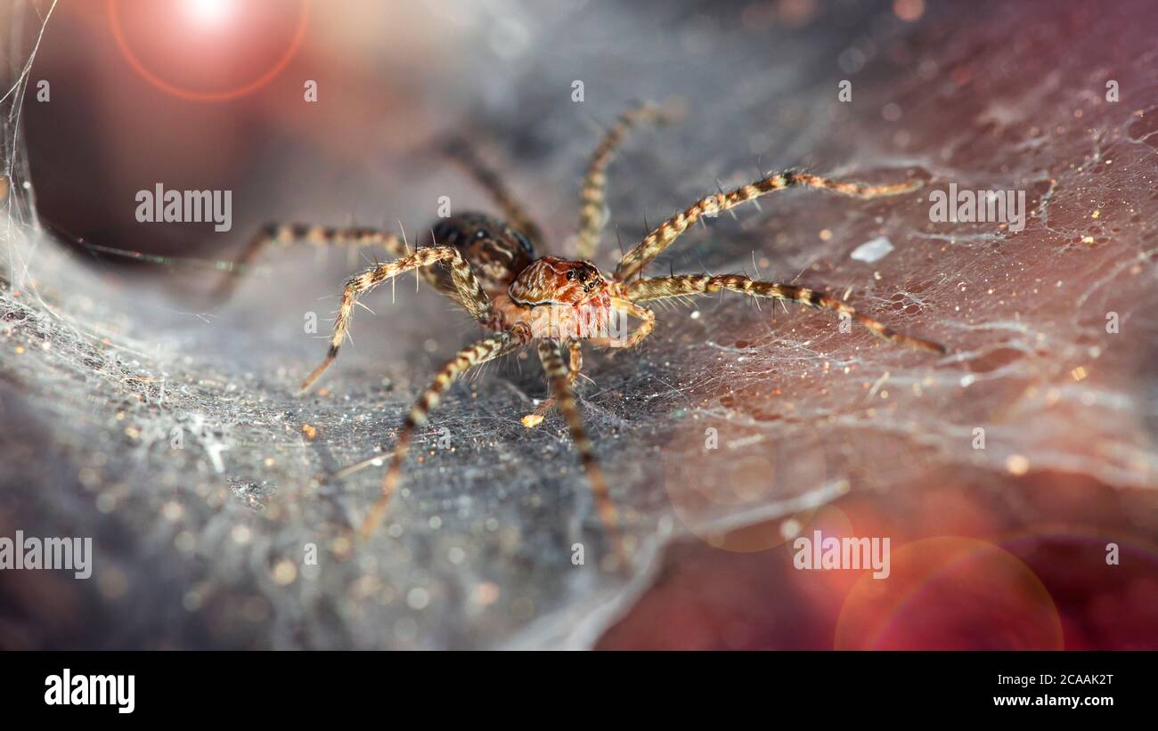 beautiful spider on a web Stock Photo - Alamy