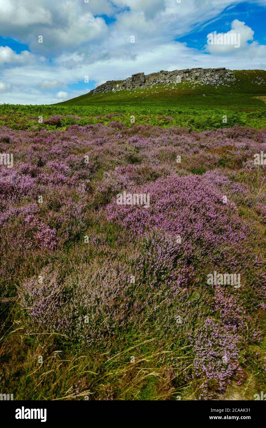 The purple heather and bracken on the moors of the Burbage Valley, Peak ...