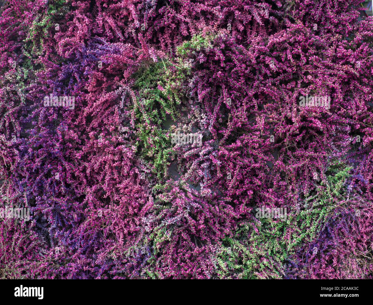 Beautiful floral heather background. Natural backdrop Stock Photo - Alamy