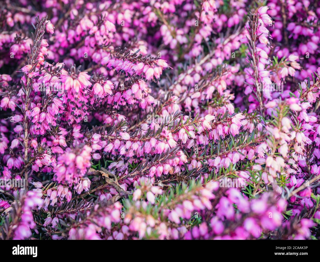 Beautiful floral heather background. Natural backdrop Stock Photo - Alamy