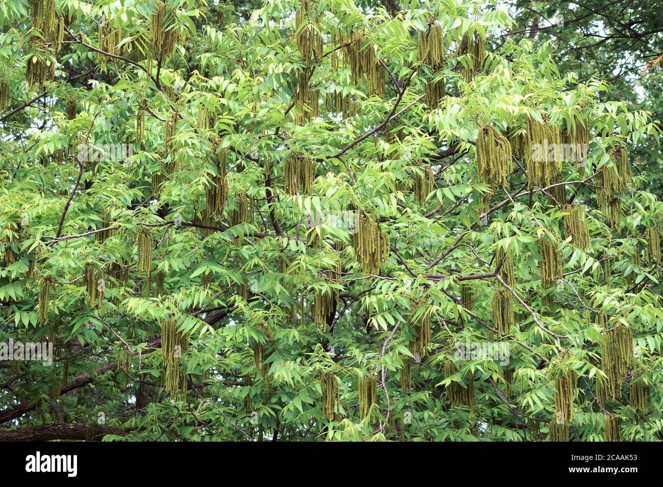 Pecan tree (Carya illinoinensis). Called Hardy pecan also Stock Photo ...