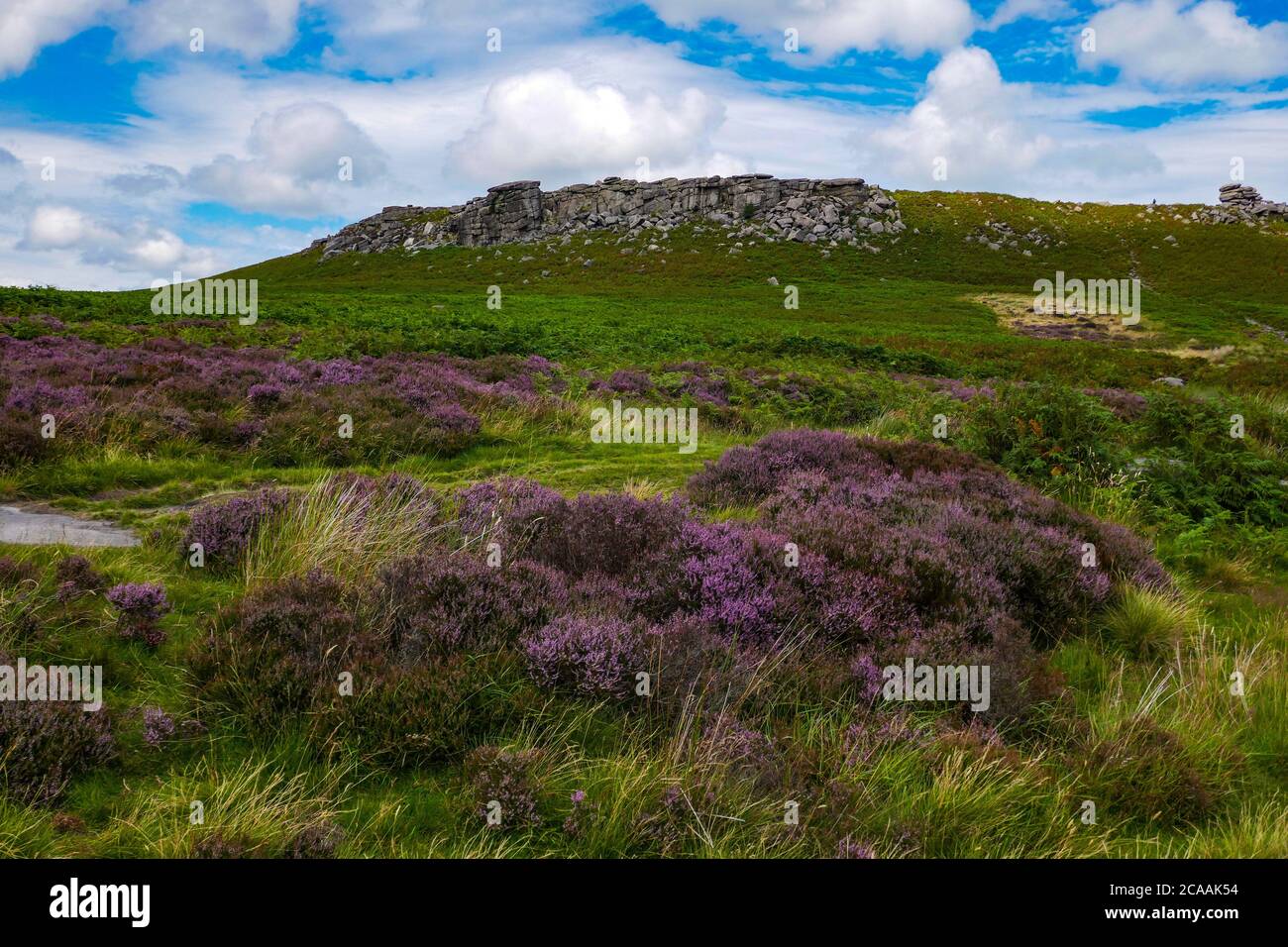 The purple heather and bracken on the moors of the Burbage Valley, Peak ...