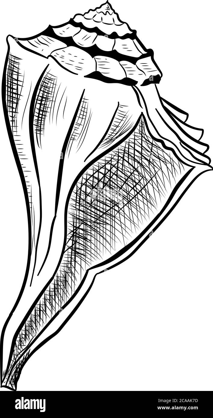 Seashell shell murex Stock Vector Images - Alamy