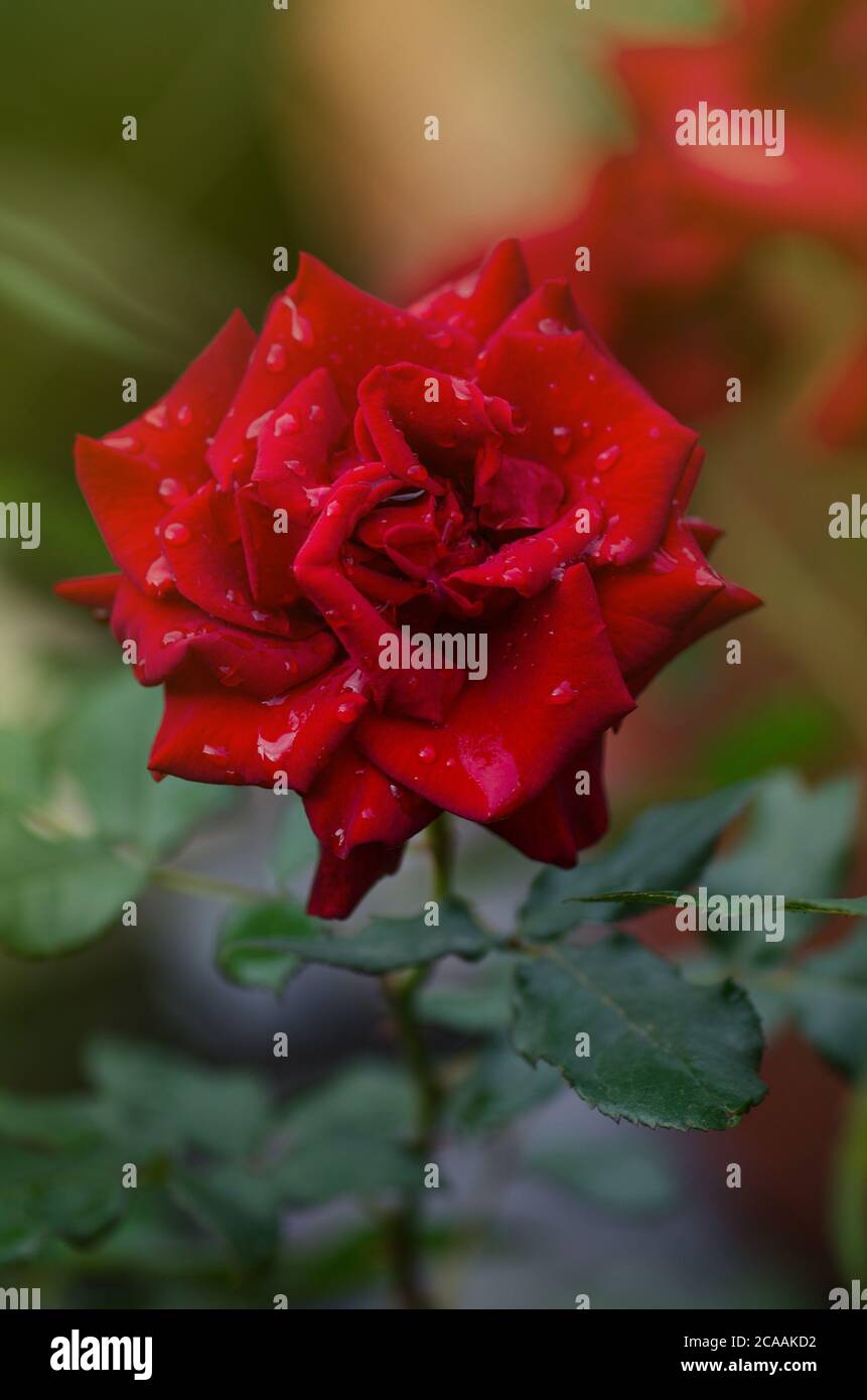 Red rose flower background. Red roses on a bush in a garden. Red rose ...