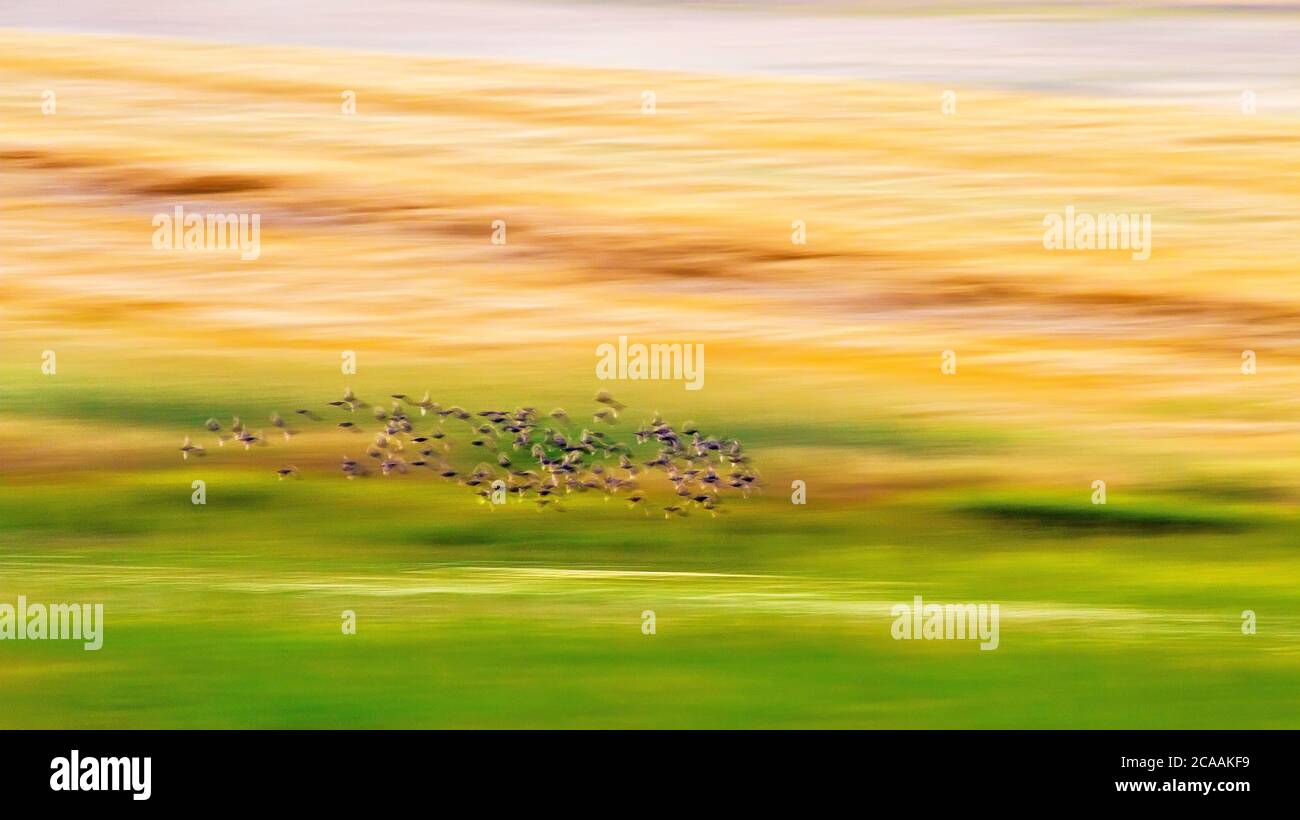 Flying birds. Motion blur background. Abstract nature photography Stock ...